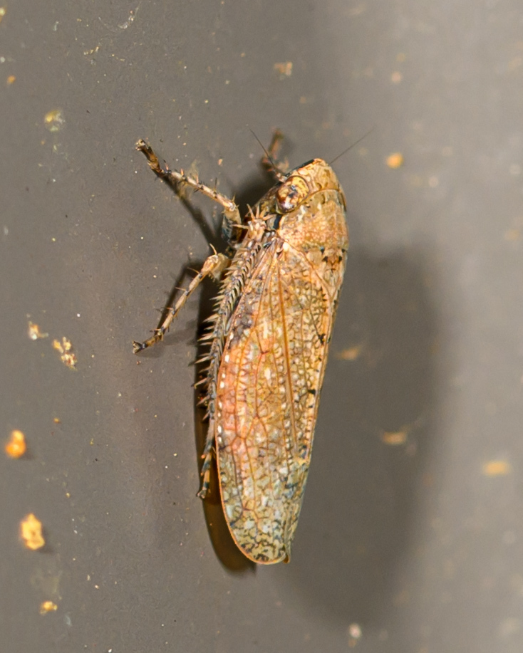 Texananus from Crowley, TX 76036, USA on July 29, 2024 at 09:19 AM by ...
