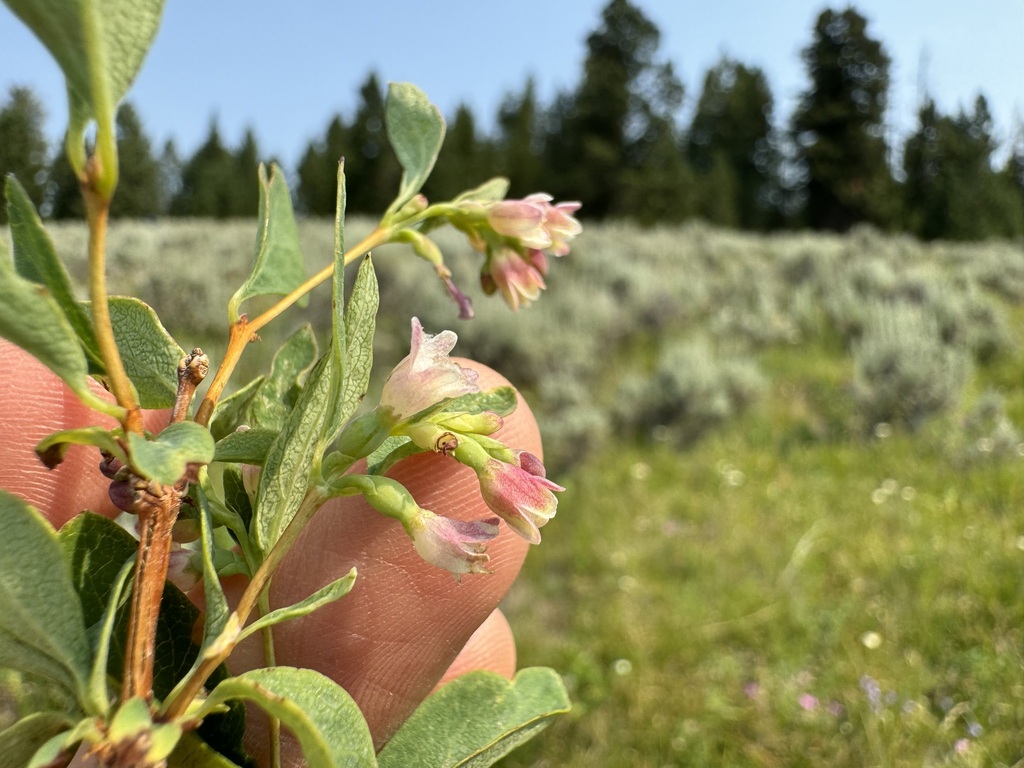 Common Snowberry from mountain big sagebrush steppe at the southwest ...