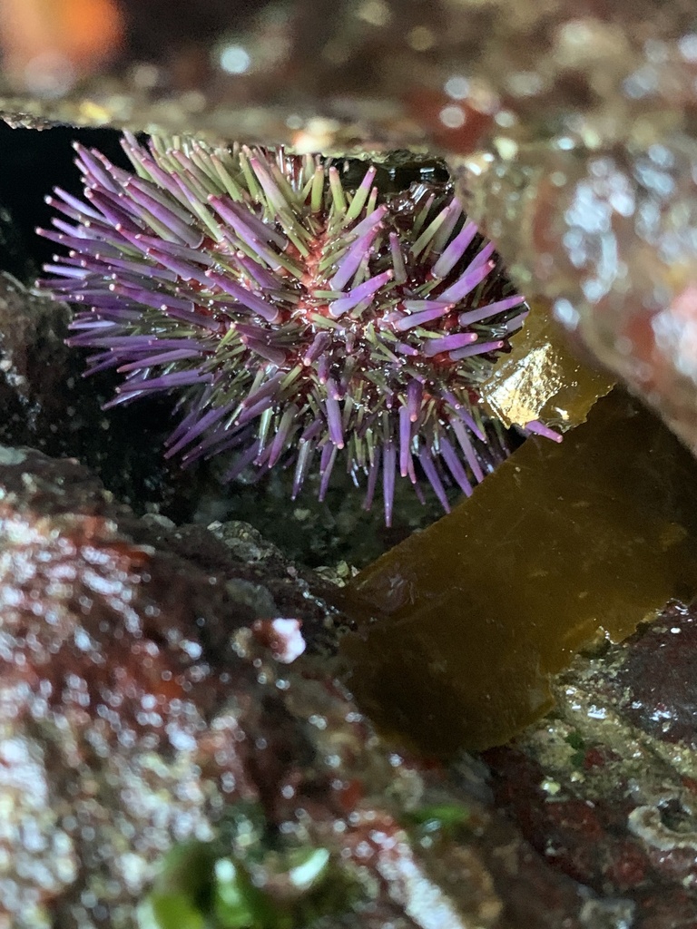 Pacific Purple Sea Urchin from Grandmas Cove, Samish TDSA, WA, US on ...