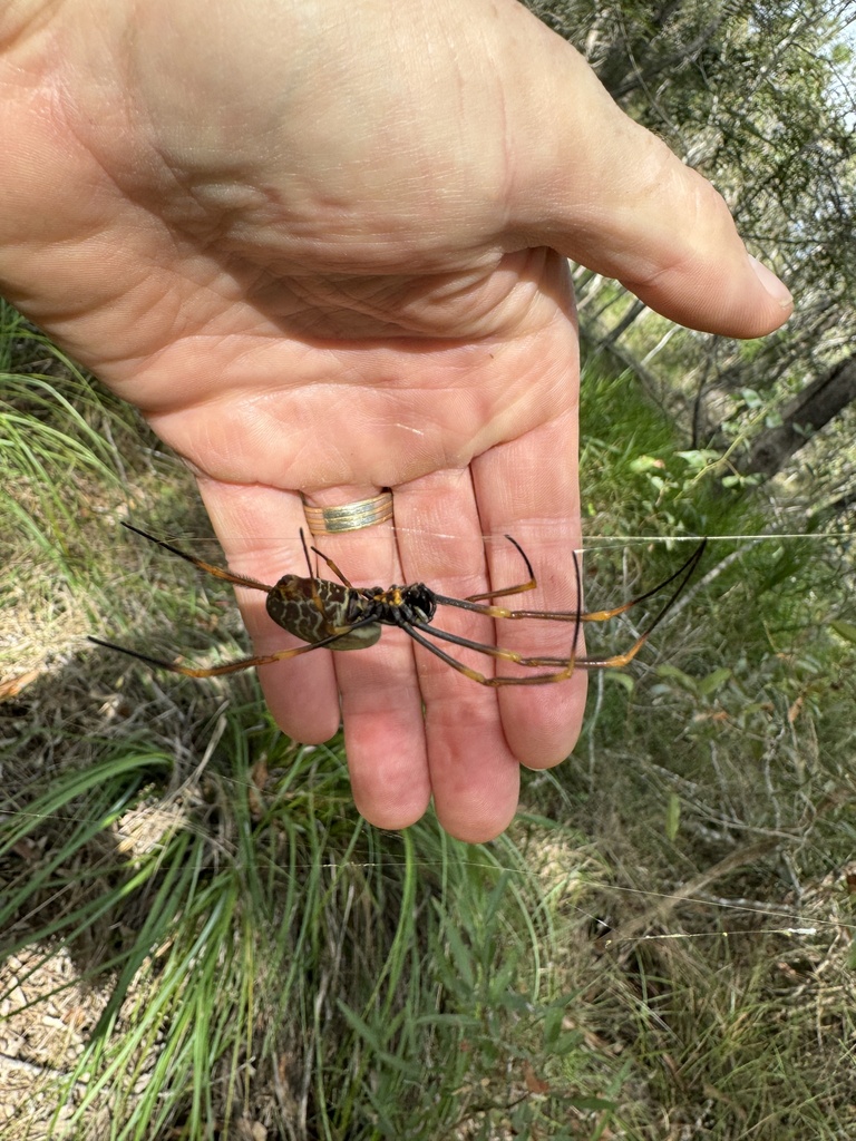 Tiger Spider in June 2024 by cwelden_ecp · iNaturalist