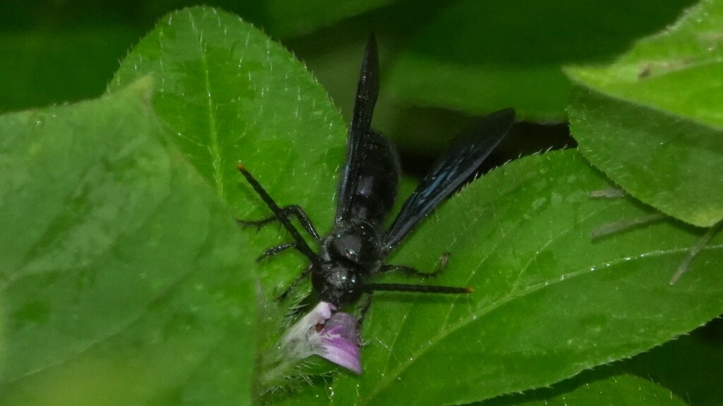 Scolia affinis from Nagla on July 26, 2024 at 09:42 AM by Dinesh Sharma ...