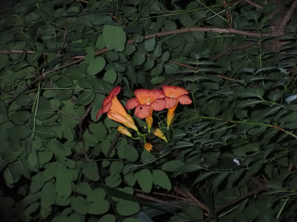 Chinese trumpet vine from 定海区, 舟山市, 浙江省, CN on July 30, 2024 at 08:11 ...
