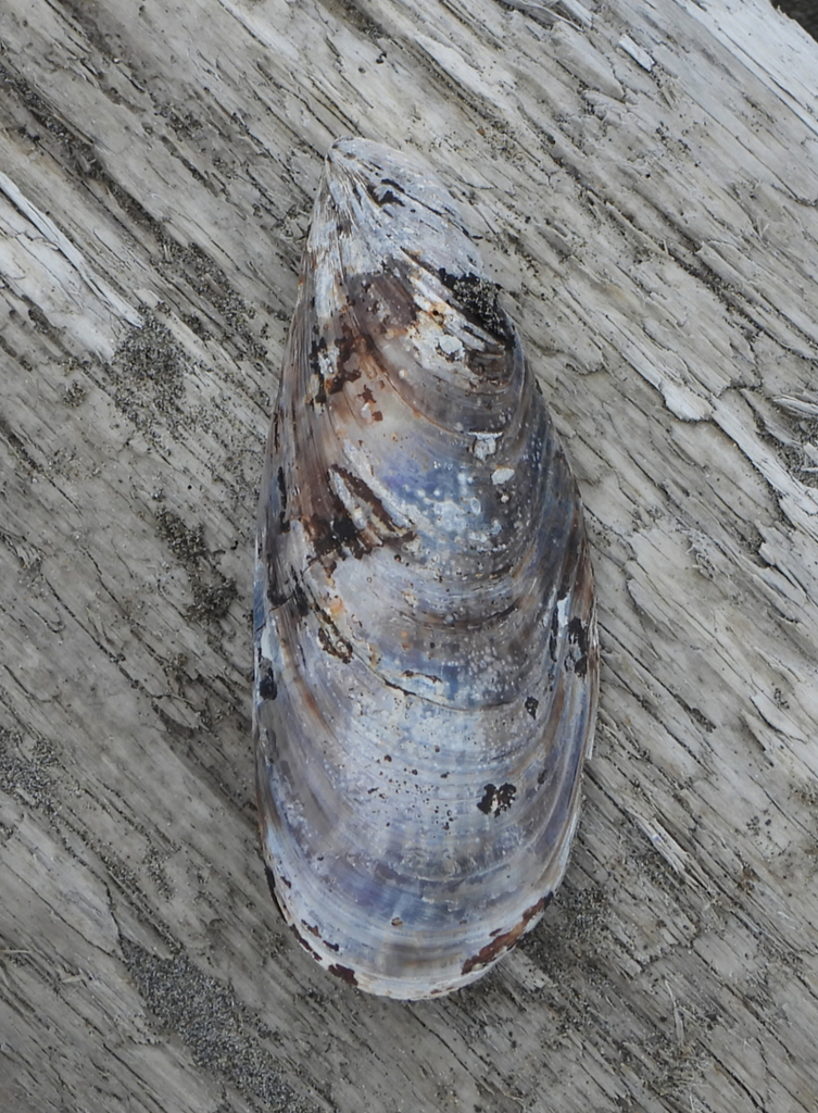 California Mussel from FSSP Columbia River Beach on July 30, 2024 at 12 ...