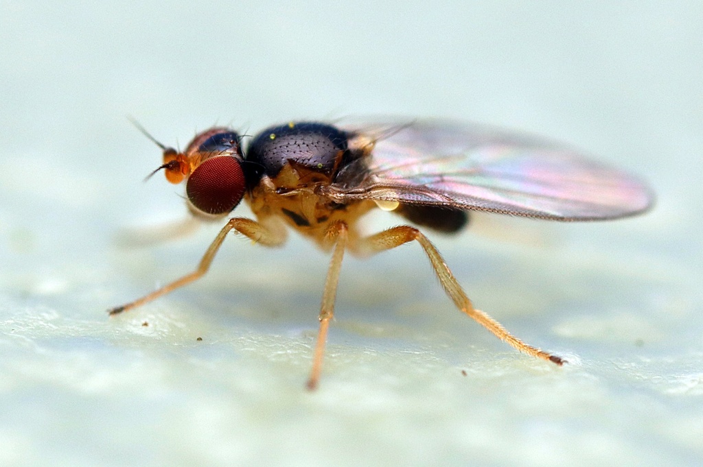 Gaurax mesopleuralis from Ruawai, New Zealand on July 18, 2024 at 05:32 ...