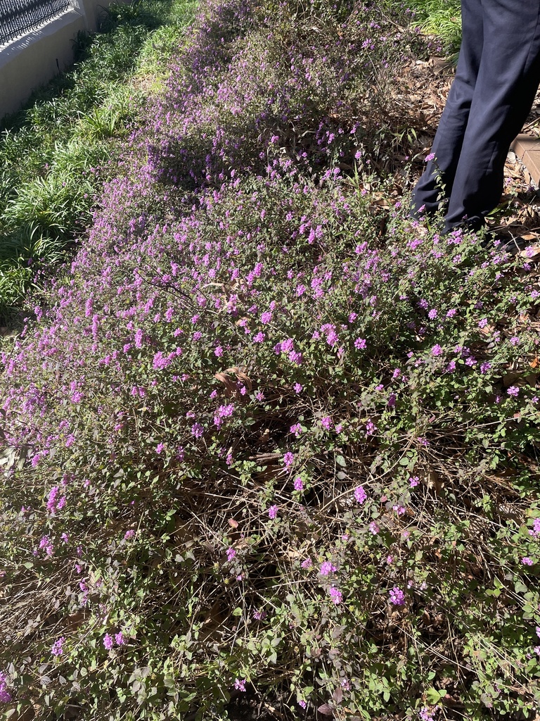 creeping lantana from Marcellin College, Randwick, NSW, AU on July 31 ...
