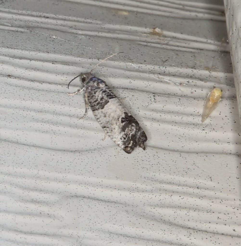Eye-spotted Bud Moth from Mont-Joli, QC, Canada, 1101 rue Lussier on ...