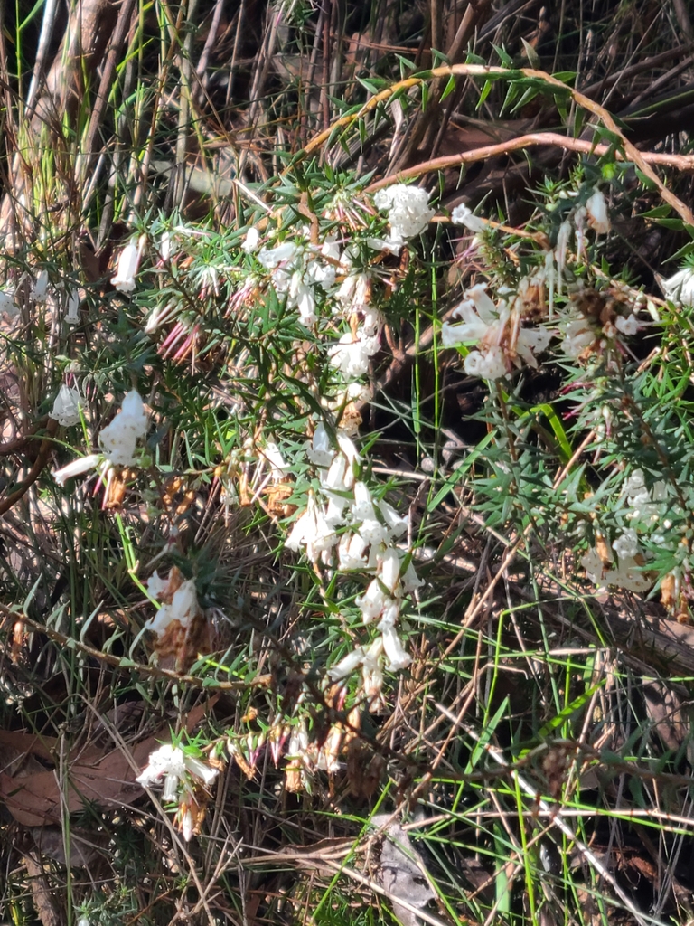 Common Heath from Mount Evelyn VIC 3796, Australia on July 31, 2024 at ...