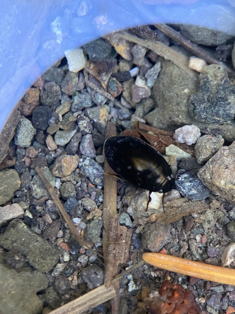 Beetles from Thompson-Nicola, BC, CA on July 30, 2024 at 08:58 AM by Z ...