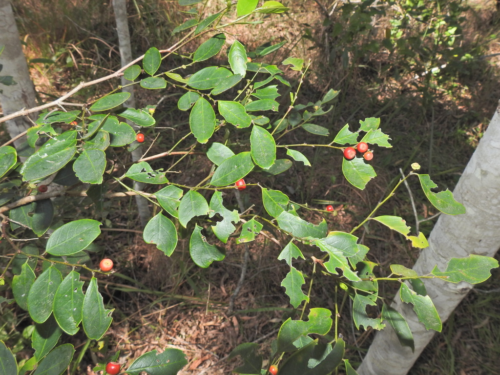coffee bush from Talegalla Weir QLD 4650, Australia on July 31, 2024 at ...