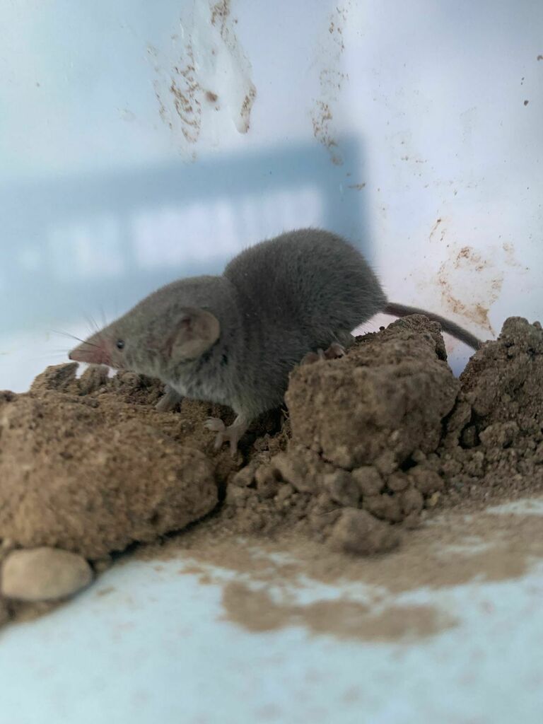Crawford's Gray Shrew from Tlahualilo, Dgo., México on July 30, 2024 at ...