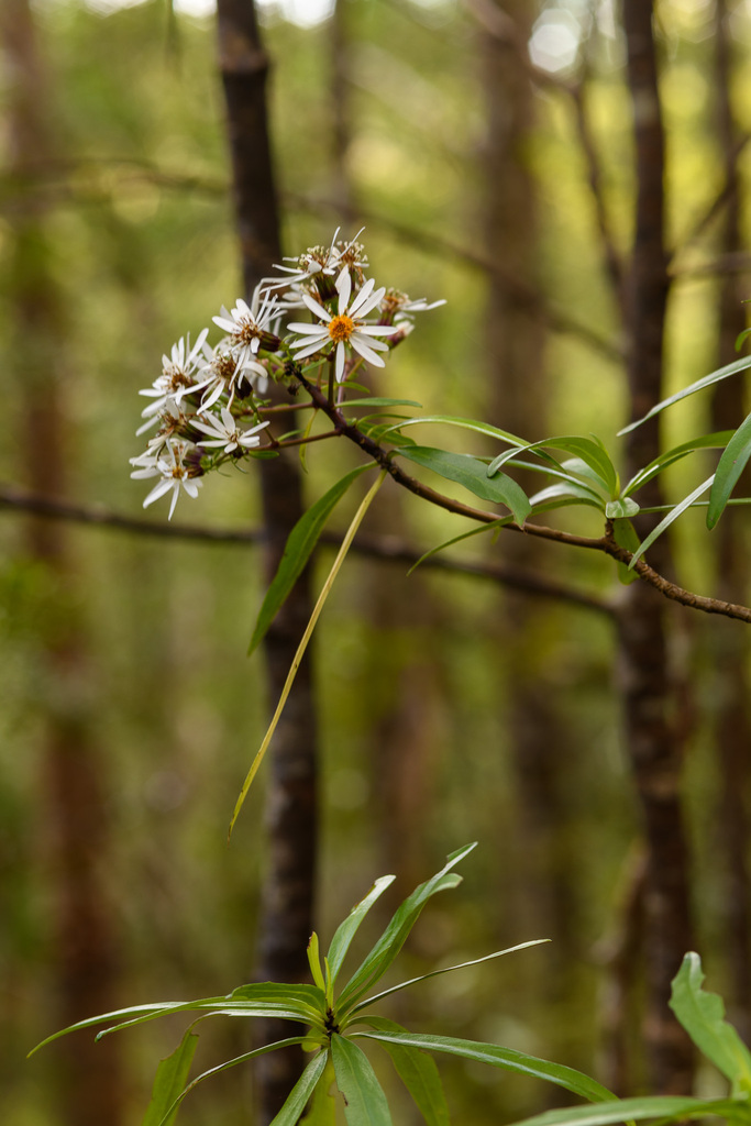 Brachyglottis kirkii angustior from Parahaki, Whangārei, New Zealand on ...