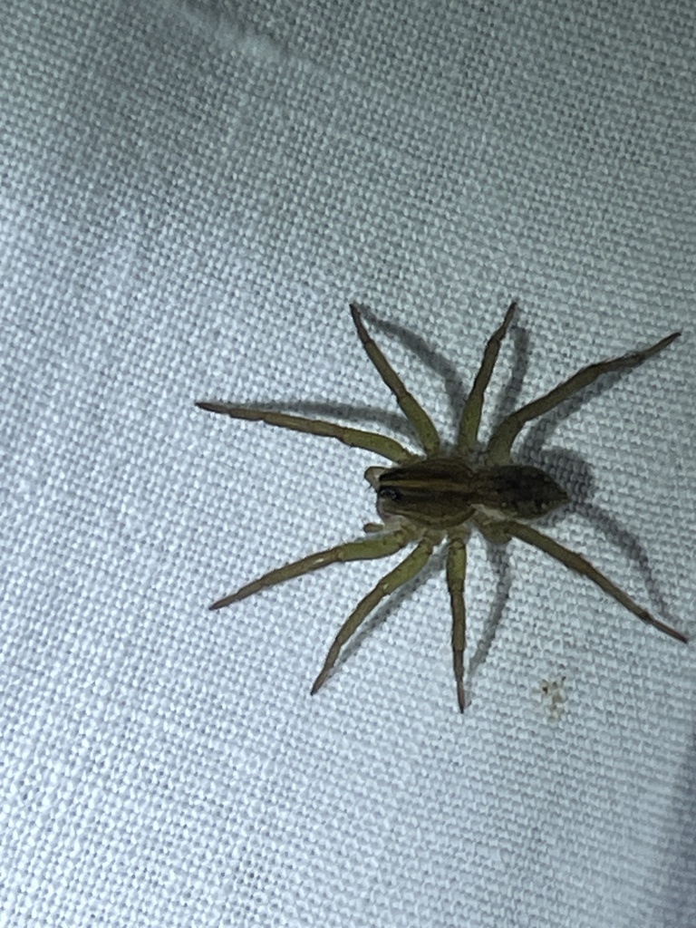 Wetland Giant Wolf Spider from Gorman Nature Center, Mansfield, OH, US ...