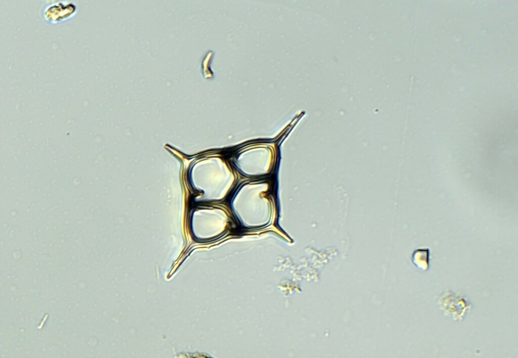 Dictyocha fibula from Golden Beach QLD 4551, Australia on March 30 ...