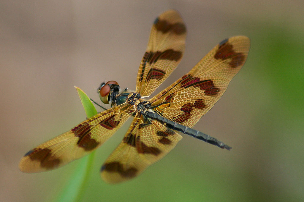 Fluttering dragonfly (Dungog Dozen BioBlitz) · iNaturalist