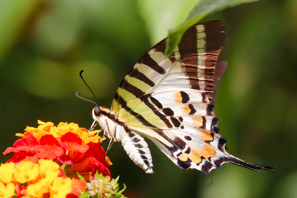 Graphium euphrates from Liptong, Valencia, Negros Oriental, Philippines ...
