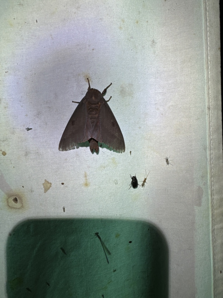 Pine-devil Moth from Gulf State Park - Headquarters, Gulf Shores, AL ...