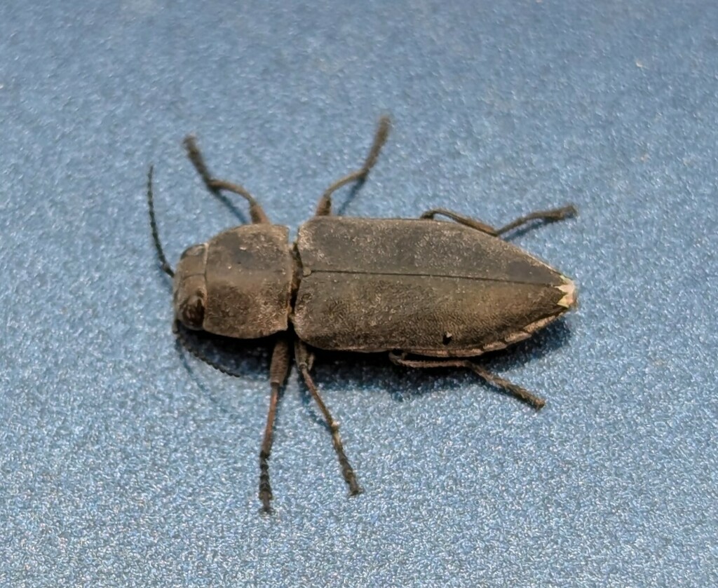 Black Fire Beetle from Burns, OR 97720, USA on July 28, 2024 at 07:19 ...