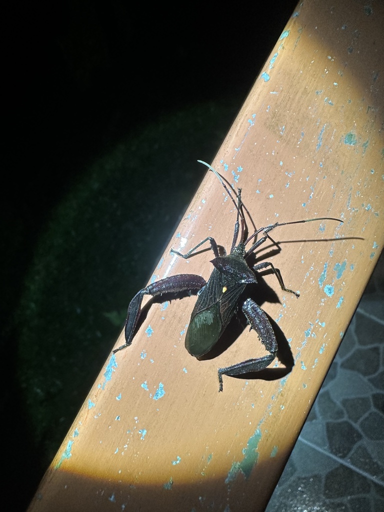 Spine-headed Bugs from Bosque Nuboso Monteverde, Puntarenas, CR on July ...