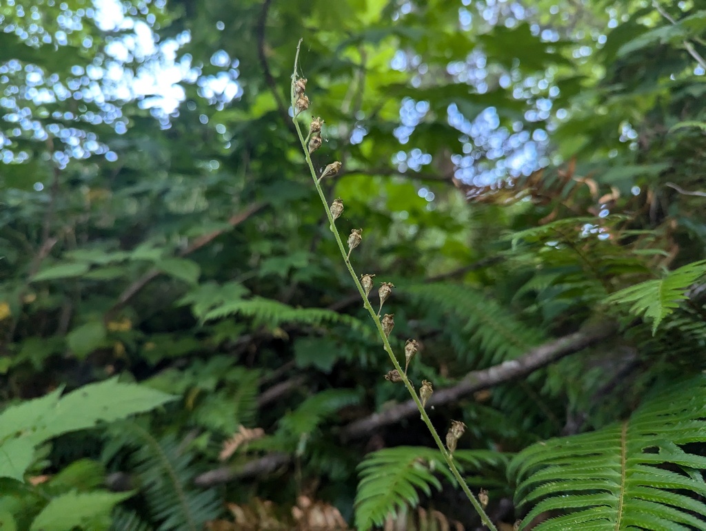 fringe cups in July 2024 by Ryan Sorrells · iNaturalist