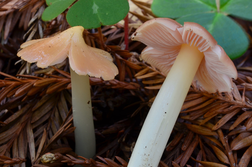 Pink Waxcap (Waxcap and Allied Mushroom (Hygrophoraceae) of the Pacific ...