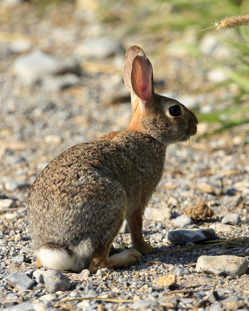 Desert Cottontail from Lampazos de Naranjo, N.L., México on July 28 ...