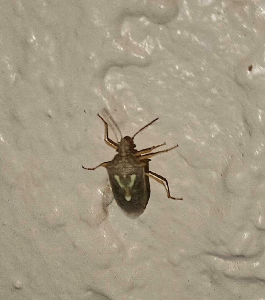 Oebalus insularis from MedSouth Park, 12875 SW 208th St, Miami, FL ...