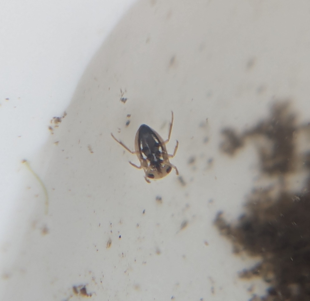 Neoplea striola from Pearl Beach, Clay Township, MI 48001, USA on July ...