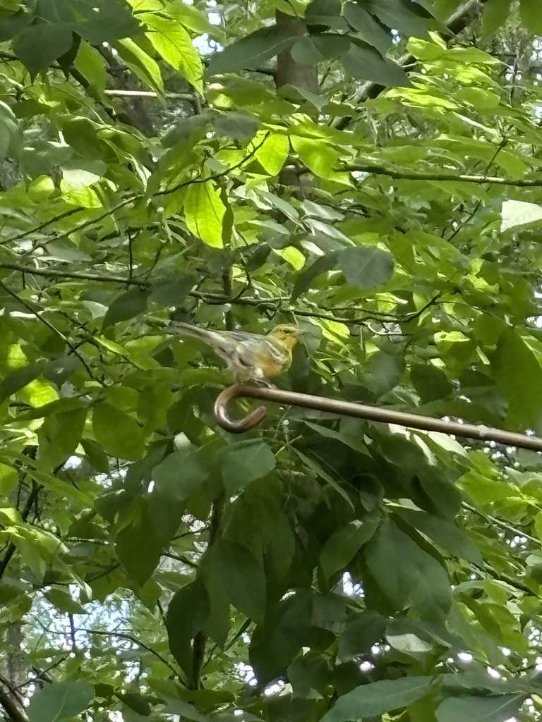 Pine Warbler from Rose Valley Woods Dr, Cary, NC, US on July 28, 2024 ...