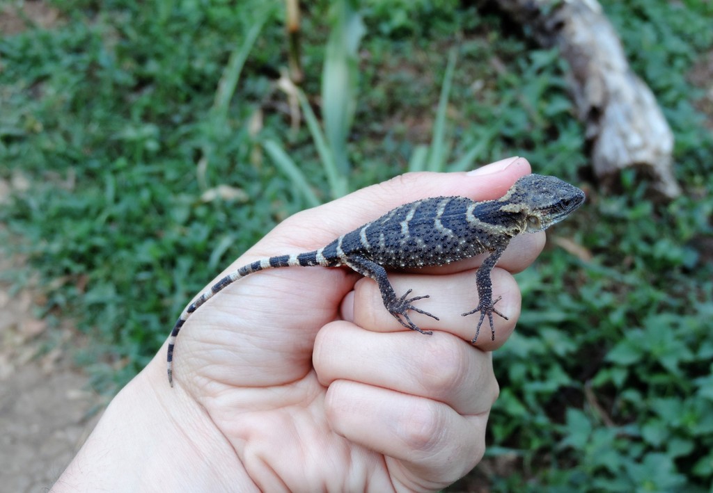 Knob-scaled Lizard in April 2019 by gisel_15 · iNaturalist