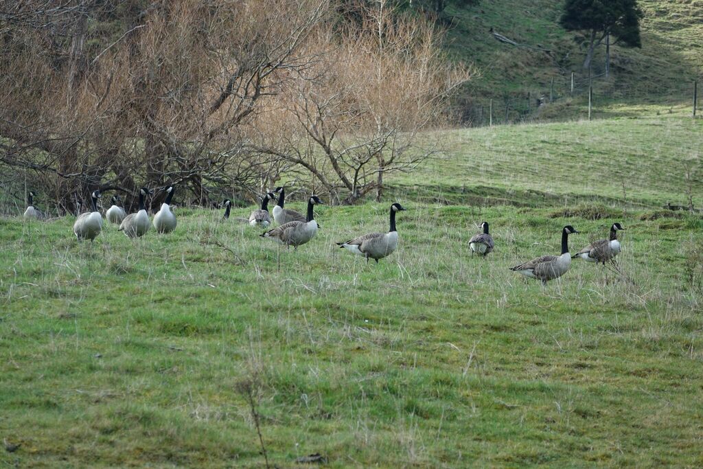 Giant Canada Goose from Waitati 9085, New Zealand on July 31, 2024 at ...