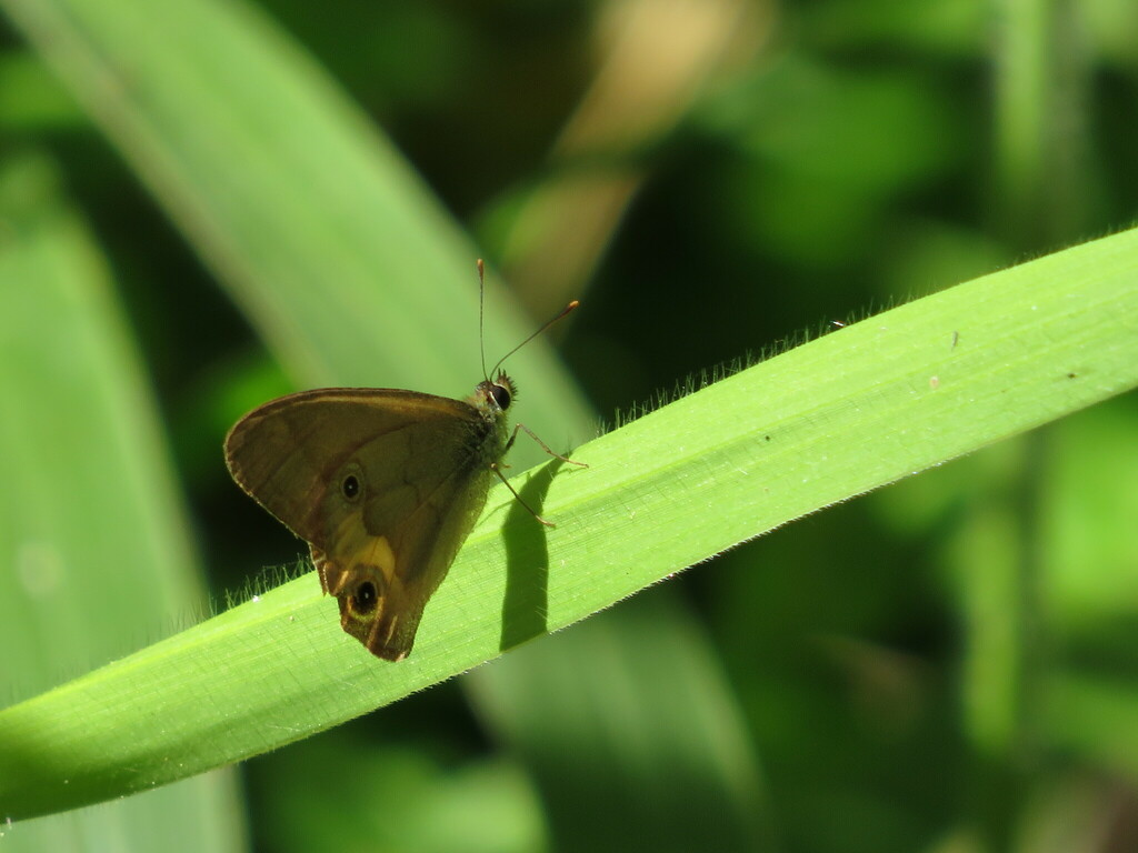 Brown Ringlet from Brisbane QLD, Australia on July 31, 2024 at 11:35 AM ...