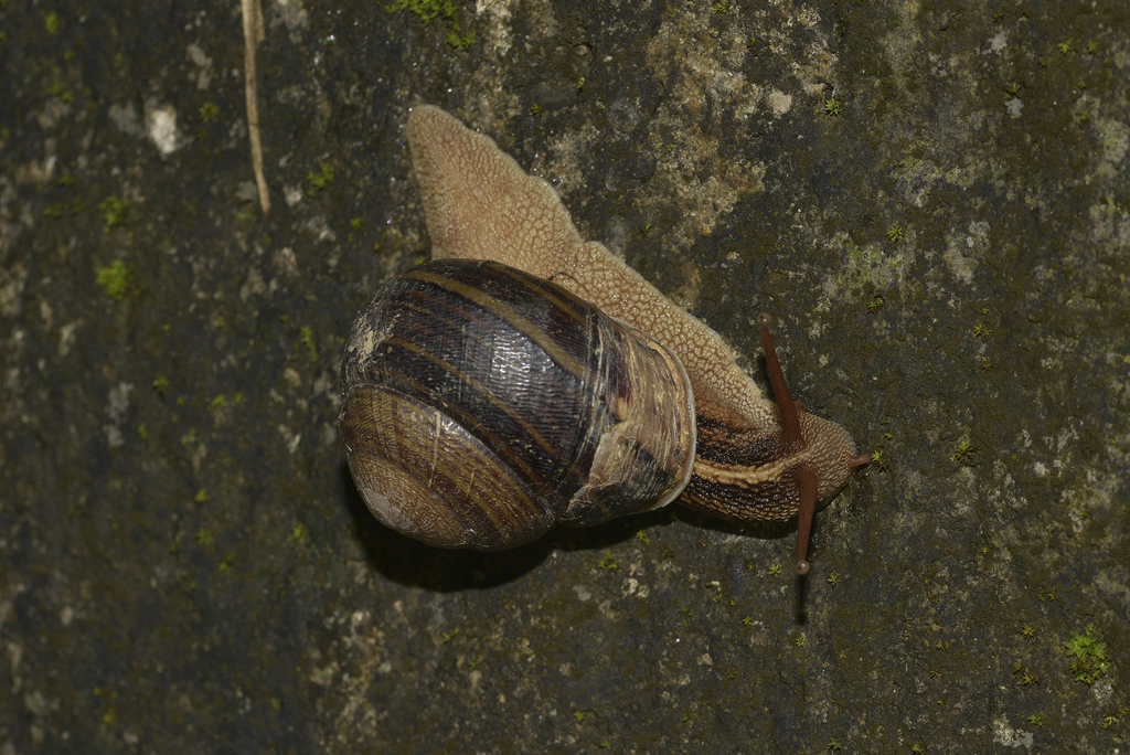 Camaena xanthoderma from 中国广东省深圳市罗湖区 on July 16, 2024 at 07:16 PM by ...