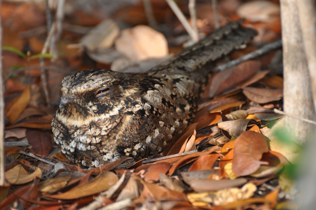 Puerto Rican Nightjar in April 2010 by Jose. Lucky to see this roosting ...