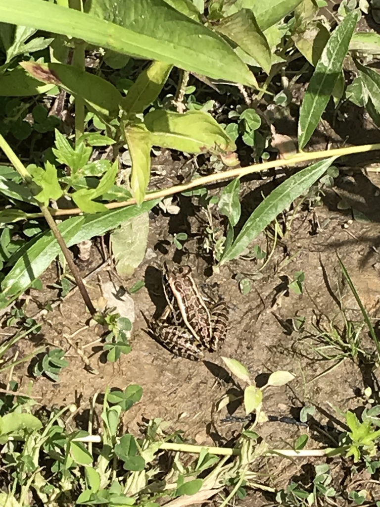 Pickerel Frog in June 2019 by Blake Pagnier · iNaturalist