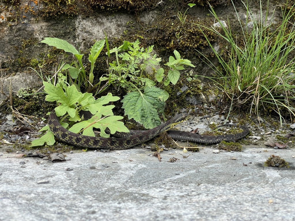 Big-eyed Bamboo Snake from 神农架风景区, 湖北省, CN on July 31, 2024 at 11:04 AM ...
