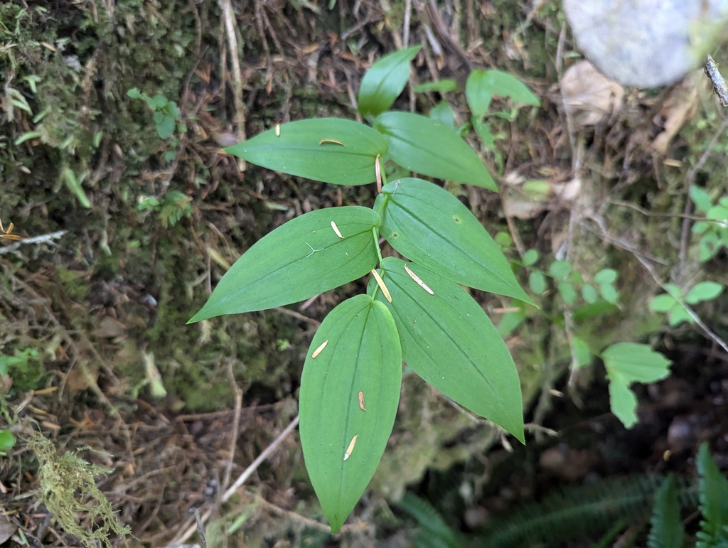 white twisted-stalk in July 2024 by Ryan Sorrells · iNaturalist