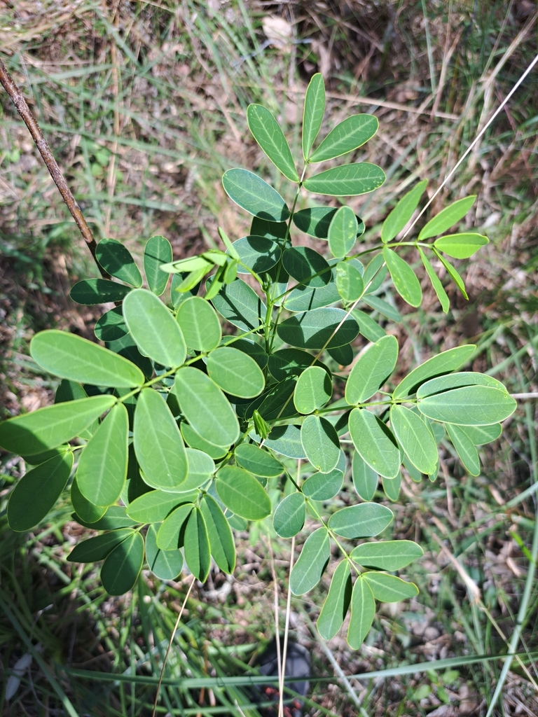 Easter Cassia from Kurwongbah QLD 4503, Australia on July 24, 2024 at ...