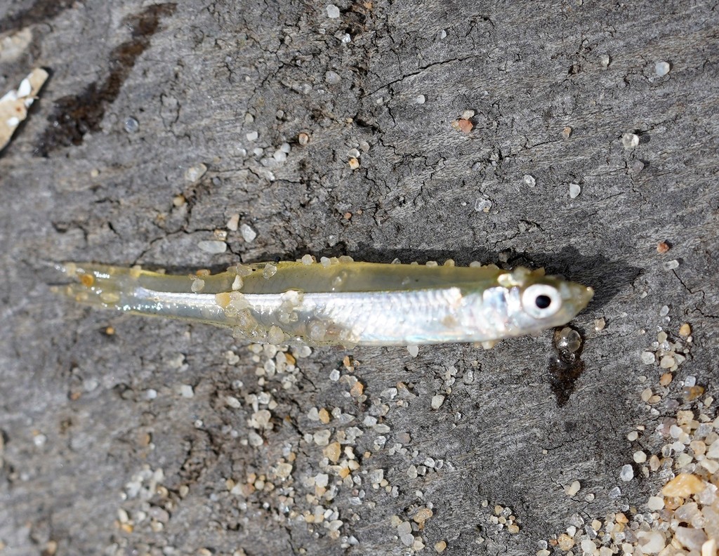 Inland Silverside from Caledon State Park, King George County, VA, USA ...