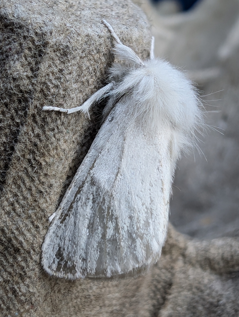 Brown-tail Moth from Lingwood, Norwich NR13 4ET, UK on July 31, 2024 at ...