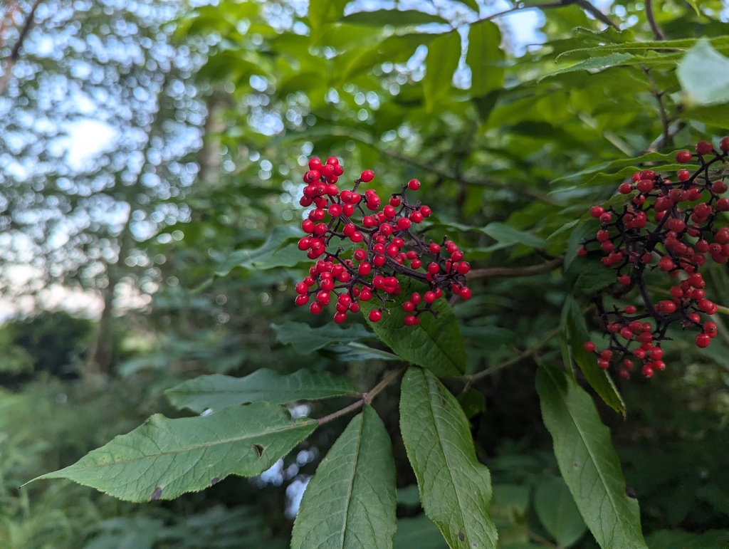 red-berried elder in July 2024 by Ryan Sorrells · iNaturalist
