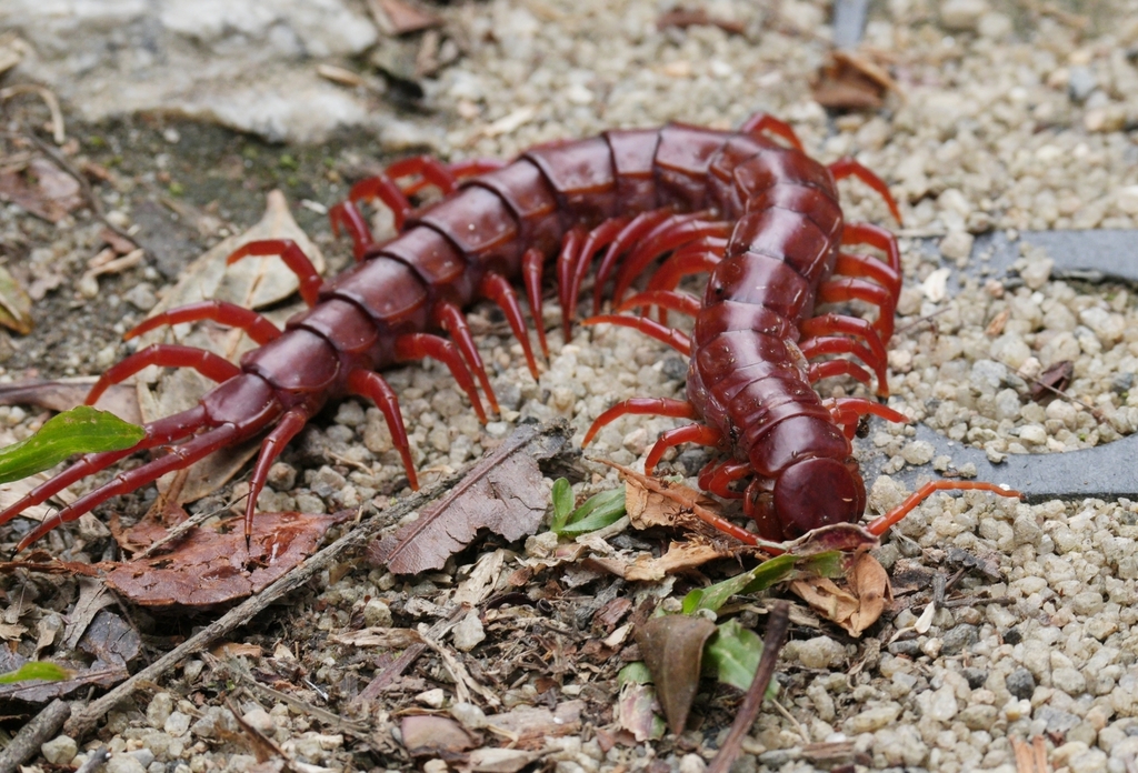 Vietnamese Centipede from Penang Hill, Malaysia on July 30, 2024 at 11: ...