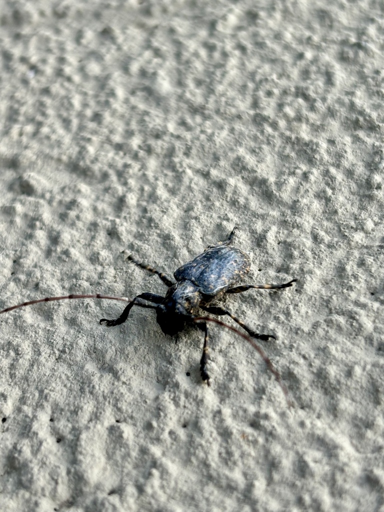 Mesosa myops japonica in July 2024 by R Lai · iNaturalist
