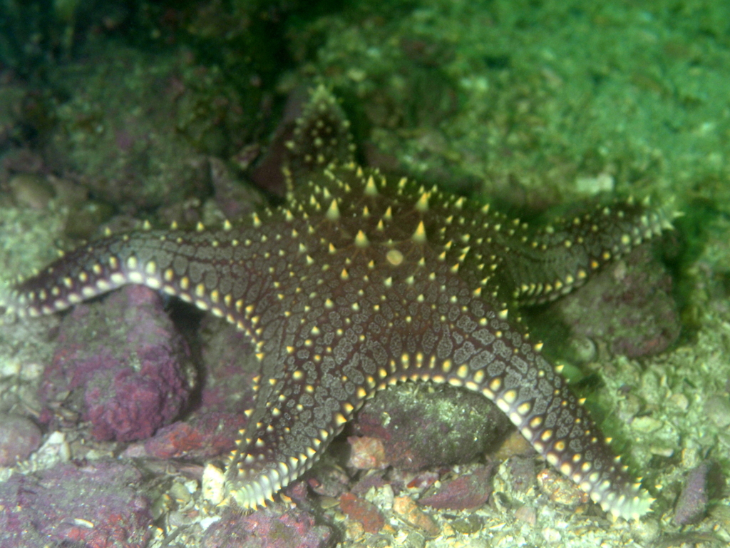 Pentaceraster from Hong Kong on July 28, 2024 at 07:32 AM by Nicholas ...