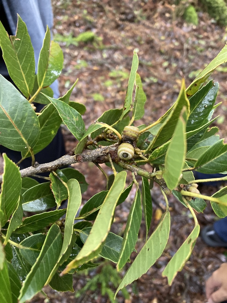 ring-cupped oak from 觀霧遊憩區, 五峰鄉, HSQ, TW on July 31, 2024 at 10:28 AM ...