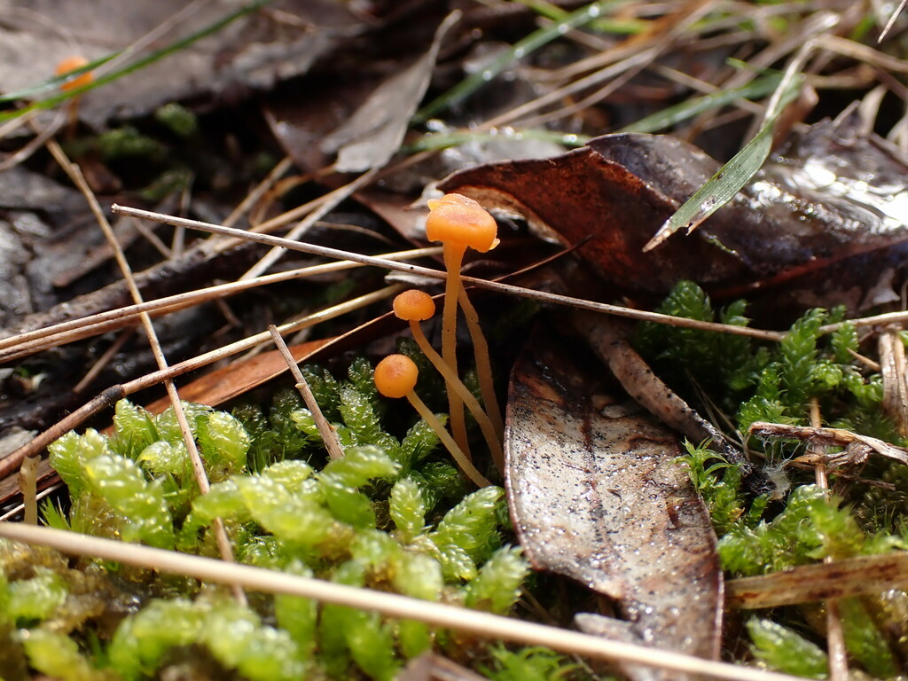 Orange Moss Navel from Melbourne VIC, Australia on July 17, 2024 at 12:40 PM by rubydarga ...
