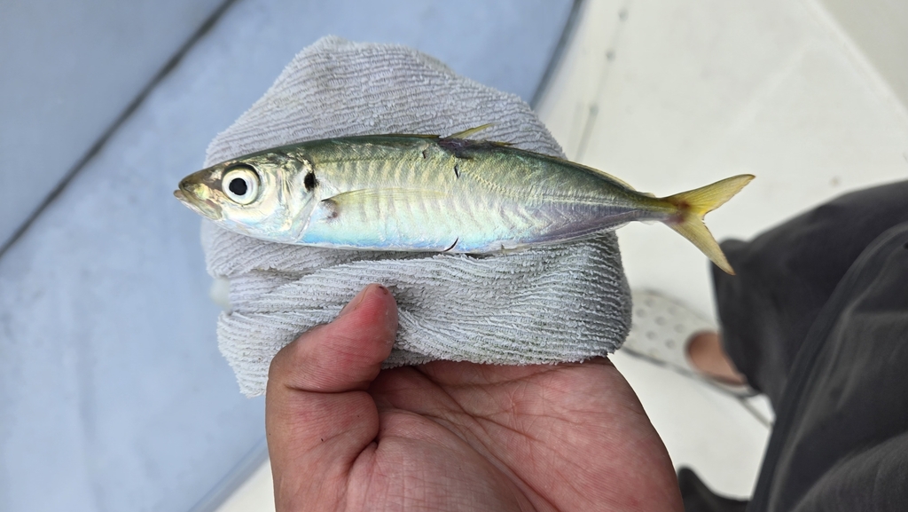 Japanese Scad from Hainan, CN-HA, CN on July 26, 2024 at 12:04 PM by ...