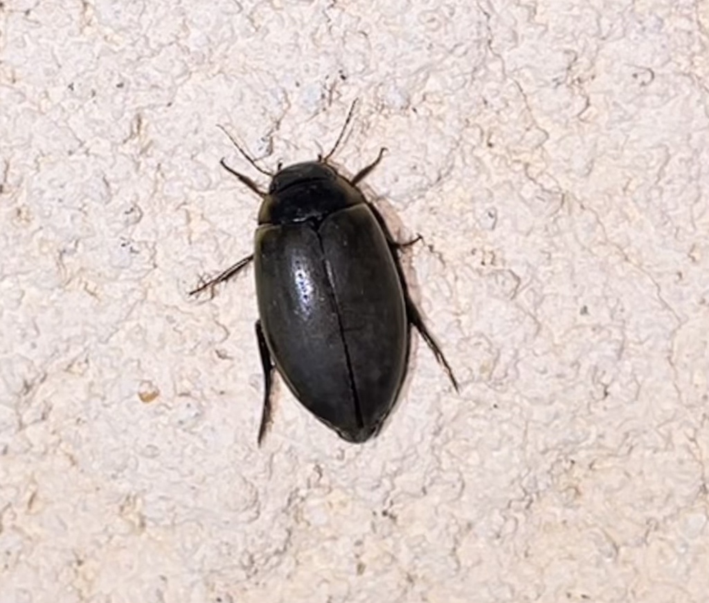 large-grooved diving beetle from Route du Bois de Forteranches, Mairé ...