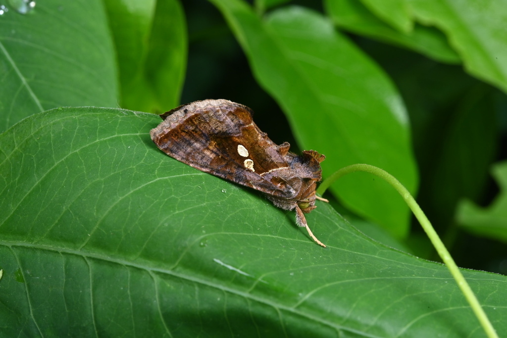 Green Garden Looper from 吉阳区, 三亚市, 海南省, CN on July 30, 2024 at 02:06 PM ...