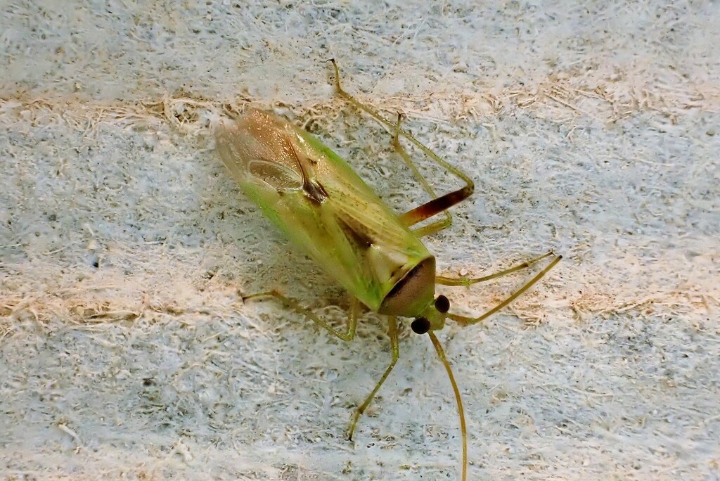 Creontiades dilutus from Port Rickaby SA 5575, Australia on October 11 ...