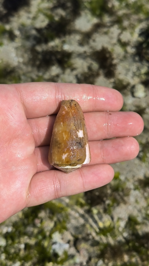 Conus from Benoa, South Kuta, Badung Regency, Bali, Indonesia on July ...